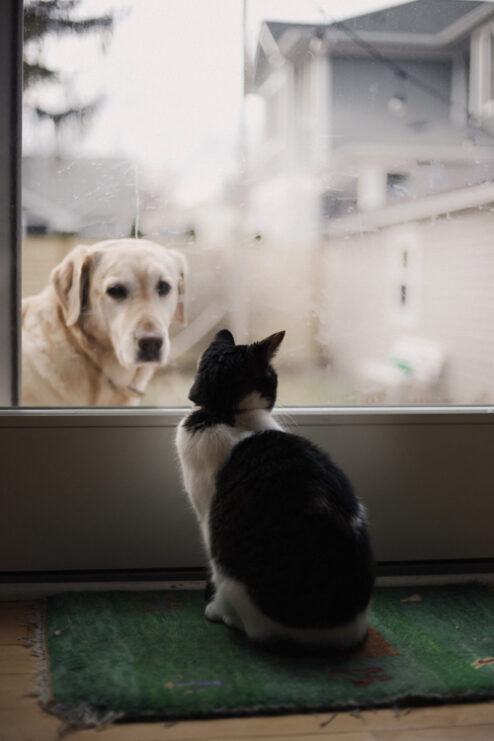 DOMÁCI MILÁČIK NA DVORE A V BYTE | InfoLink21